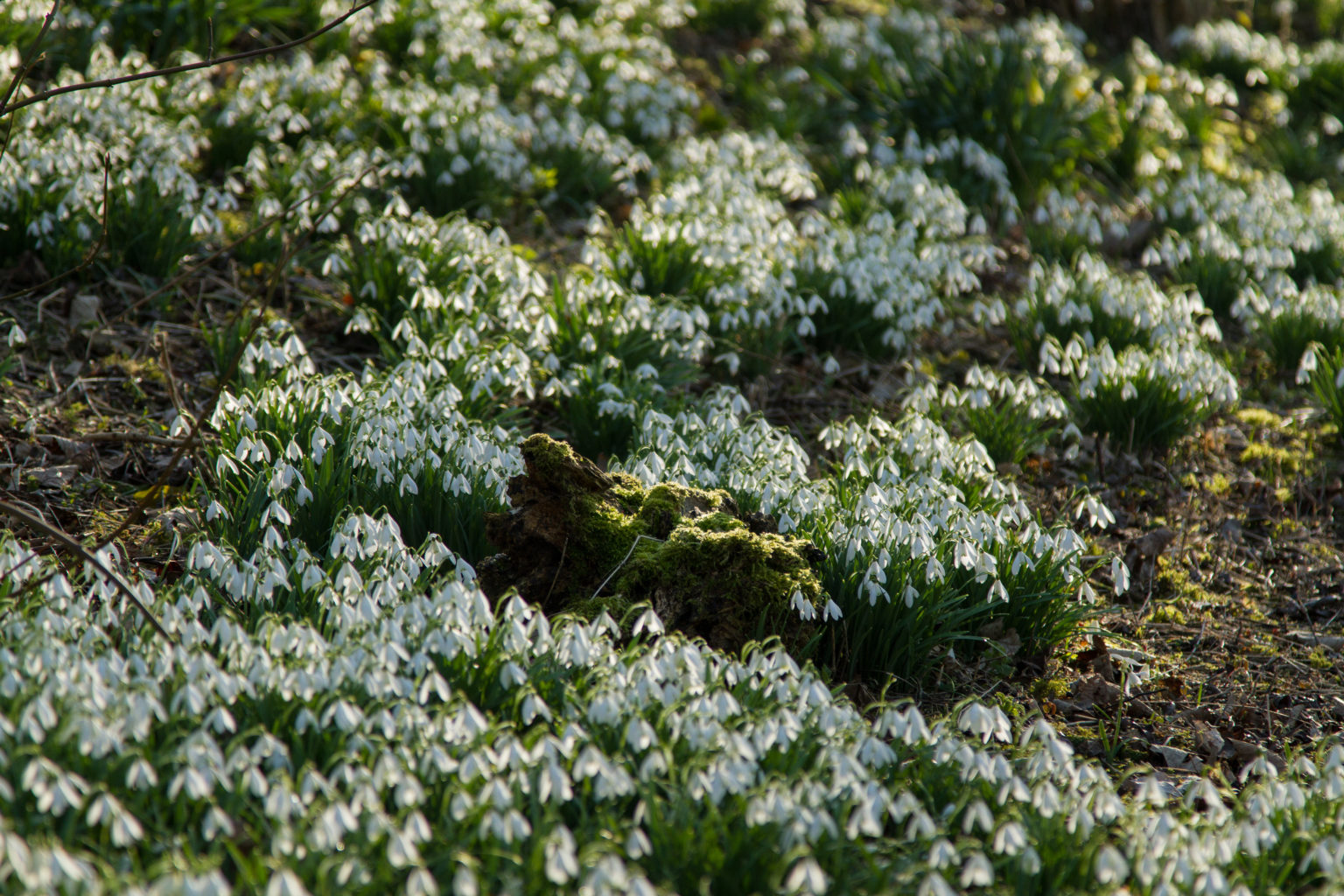 Snowdrop Season - Easton Estate and Walled Gardens