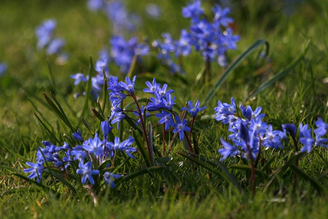 Small Blue Flowers for growing now. - Easton Estate and Walled Gardens