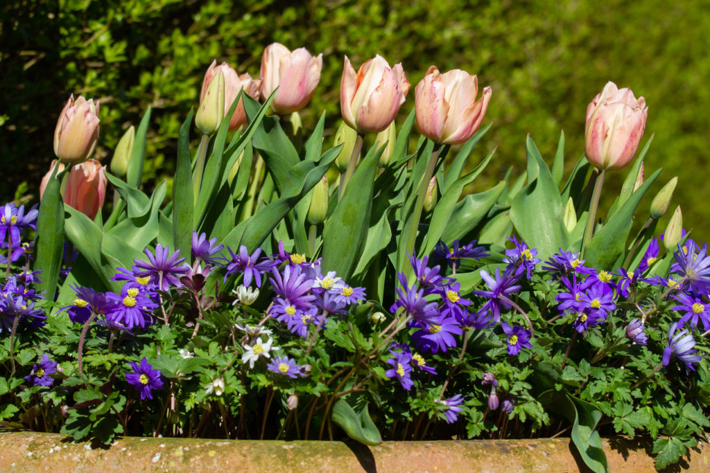 Snowdrop Facts - Easton Estate and Walled Gardens