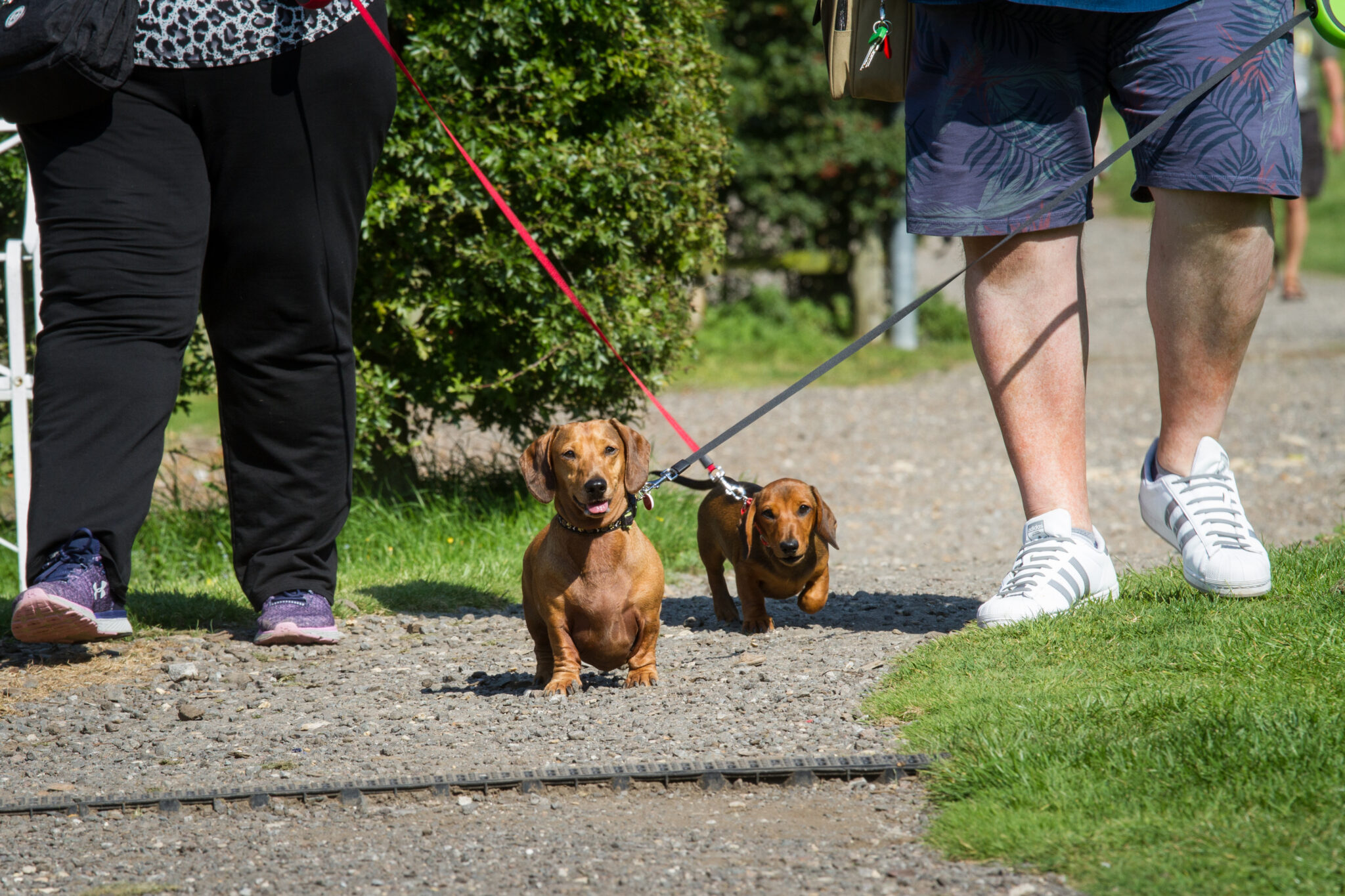 Sausage Stroll - Easton Estate and Walled Gardens