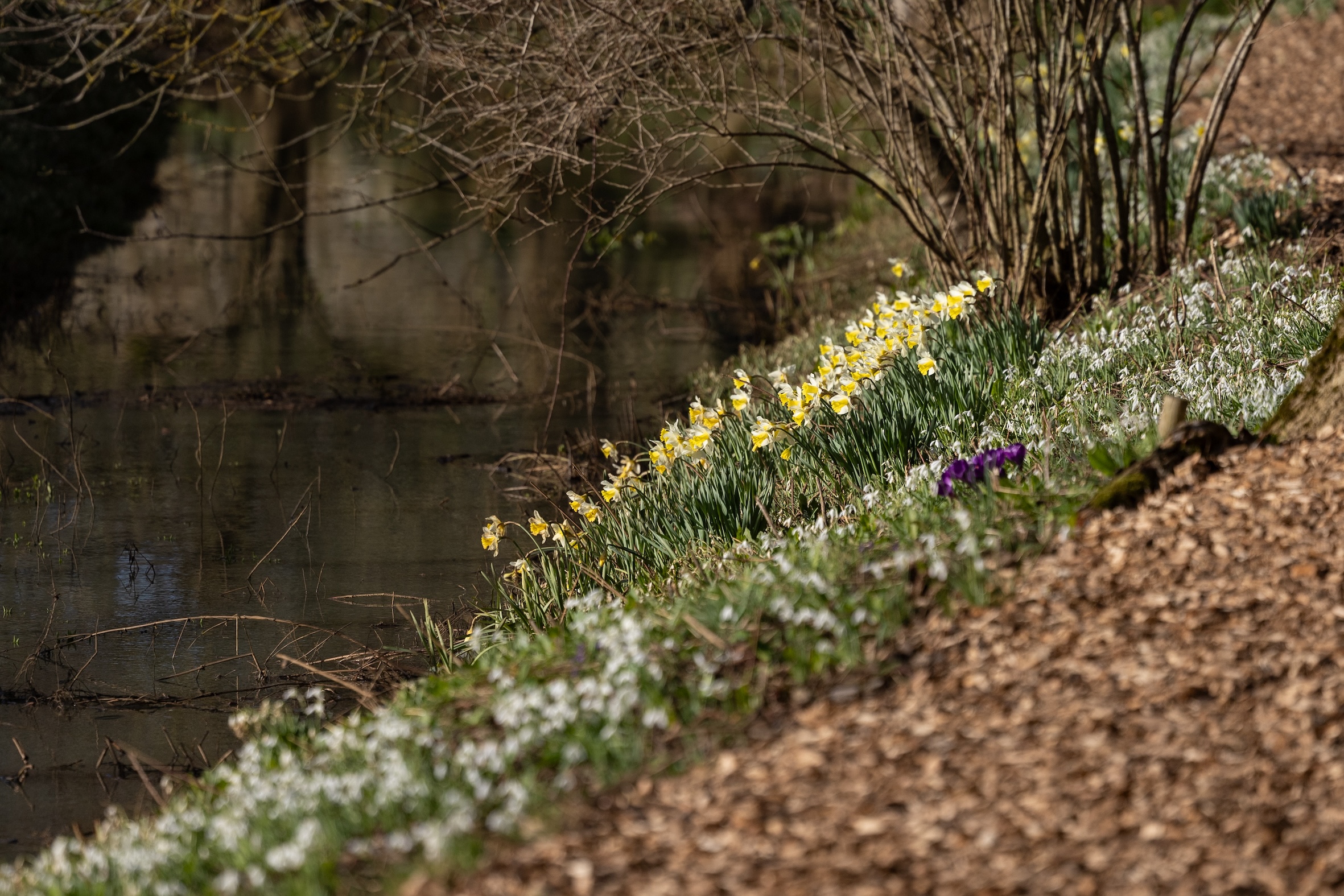 Early Spring Garden Surprises - Easton Estate and Walled Gardens